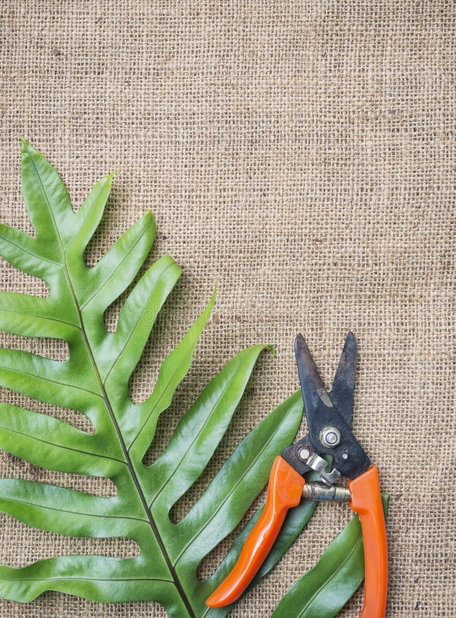 Fondo Que Cultiva Un Huerto Foto de archivo - Imagen de estilo ...