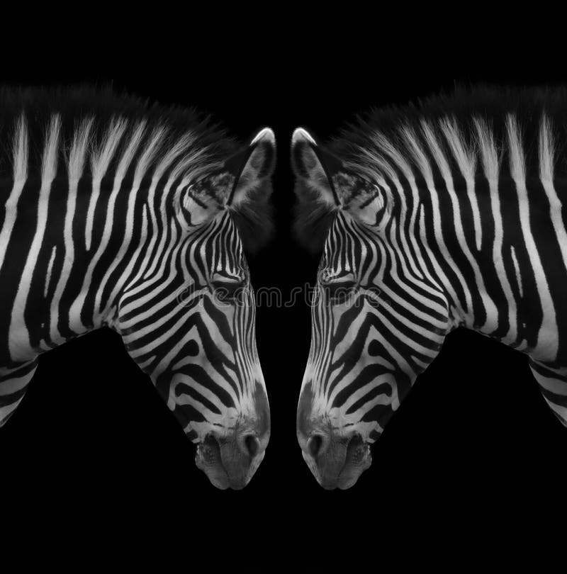 Fondo Rayado De Grunge De La Cebra Imagen de archivo - Imagen de cebra ...