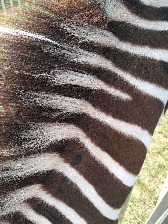 Fondo Rayado De Grunge De La Cebra Foto de archivo - Imagen de cebra ...