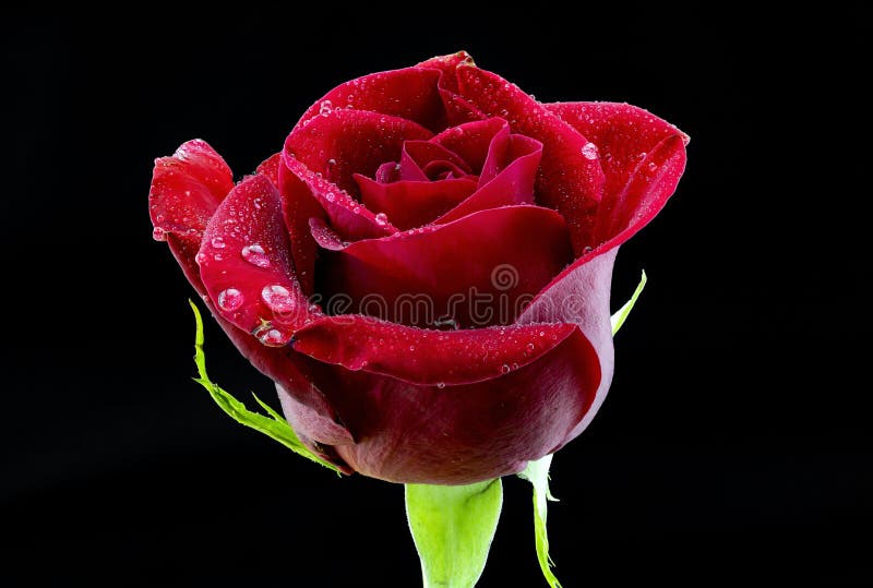 Fondo Rojo Cubierto De Rocio De Rose Close Up with Black Foto de ...