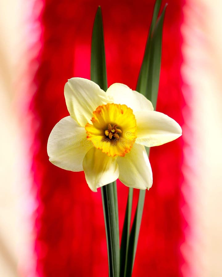Fondo rojo de flor narcisa foto de archivo. Imagen de fondo - 177870688