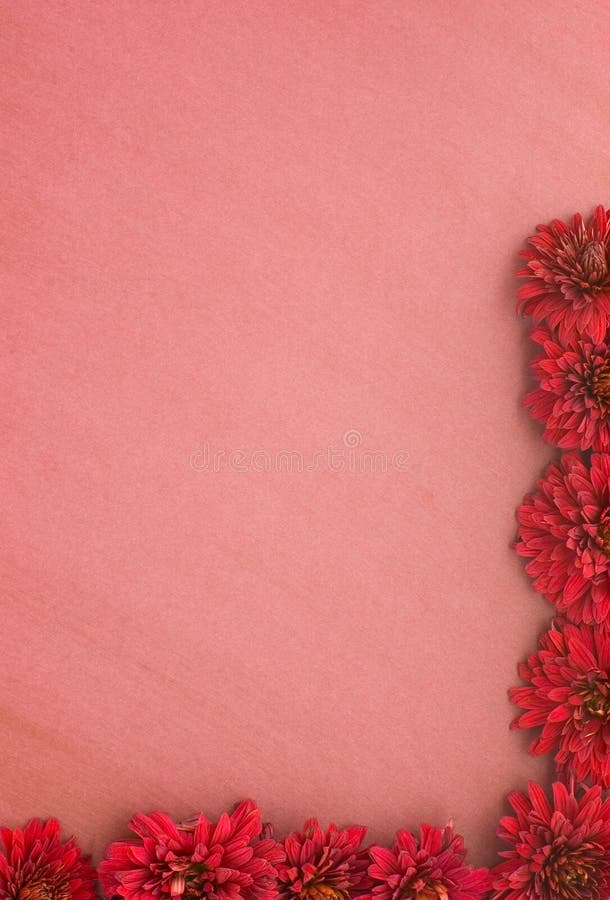 Fondo rojo de la margarita imagen de archivo. Imagen de papel - 3678805
