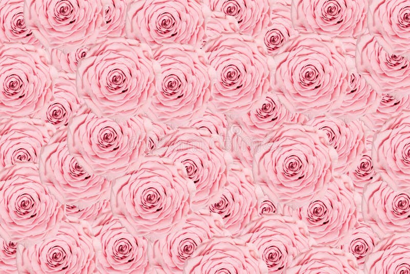 Rosa su fondo rosa-chiaro fotografia stock. Immagine di germoglio ...