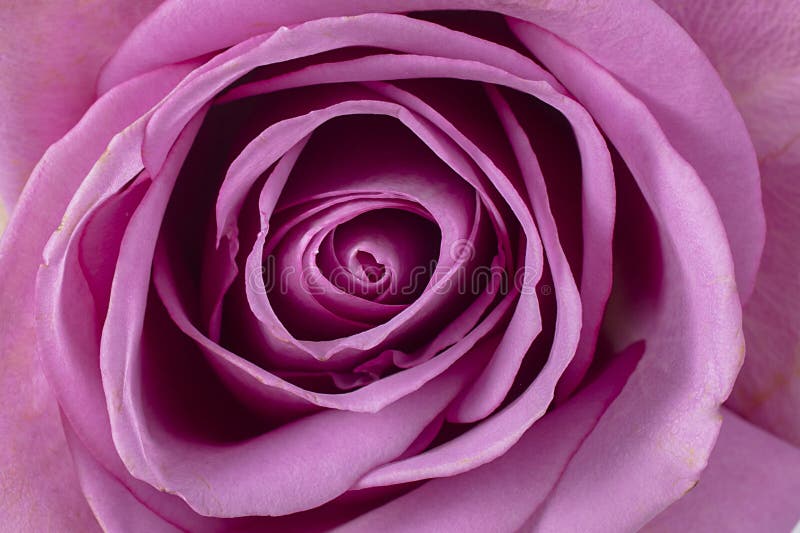Fondo rosa morado imagen de archivo. Imagen de floral - 159557029