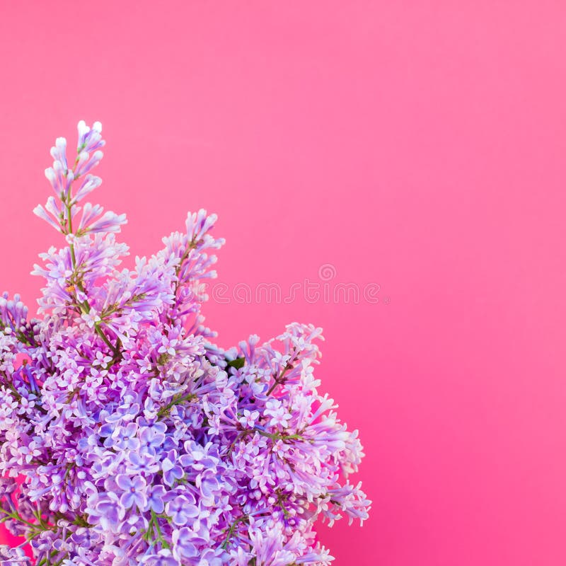 Fondo Rosado Con Las Flores De La Lila Foto de archivo - Imagen de ...