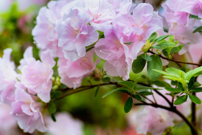 Fondo rosado de la azalea foto de archivo. Imagen de decorativo - 113004140