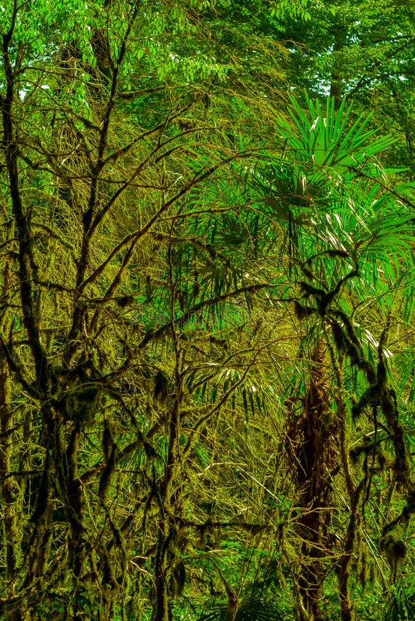 Fondo - Selva Tropical Templada Fresca, Foto de archivo - Imagen de ...