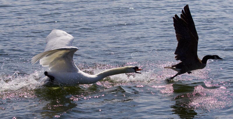 Fondo Stupefacente Con Il Cigno Arrabbiato Che Attacca L'oca Del Canada ...