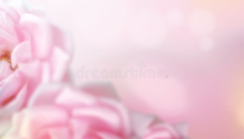 Fondo Suave Del Color De Rose Foto de archivo - Imagen de fondo, boda ...