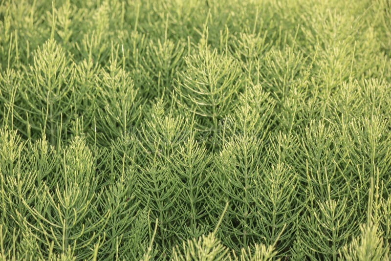 Hierba De La Cola De Caballo Imagen de archivo - Imagen de hoja ...