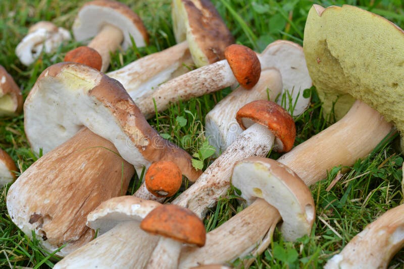 Fondo Verde De Las Setas Frescas Imagen de archivo - Imagen de tapa ...