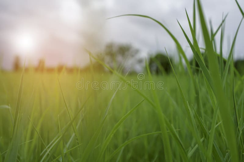 Fondo Verde Del Textuer Del Modelo Del Pasto Imagen de archivo - Imagen ...