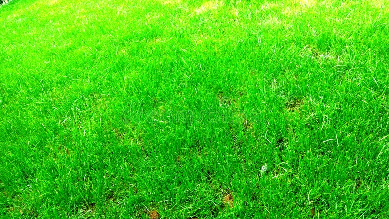 Fondo verde imagen de archivo. Imagen de cubo, parque - 289892167