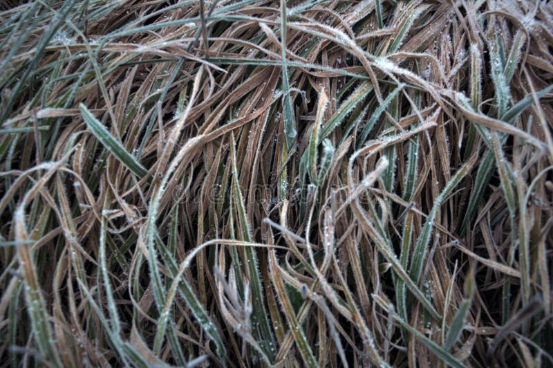 Fondo Y Textura Con La Hierba Seca Imagen de archivo - Imagen de gris ...
