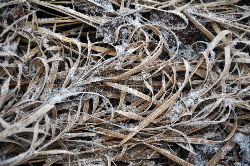 Fondo Y Textura Con La Hierba Seca Imagen de archivo - Imagen de color ...