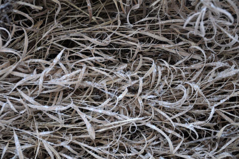 Fondo Y Textura Con La Hierba Seca Foto de archivo - Imagen de arte ...