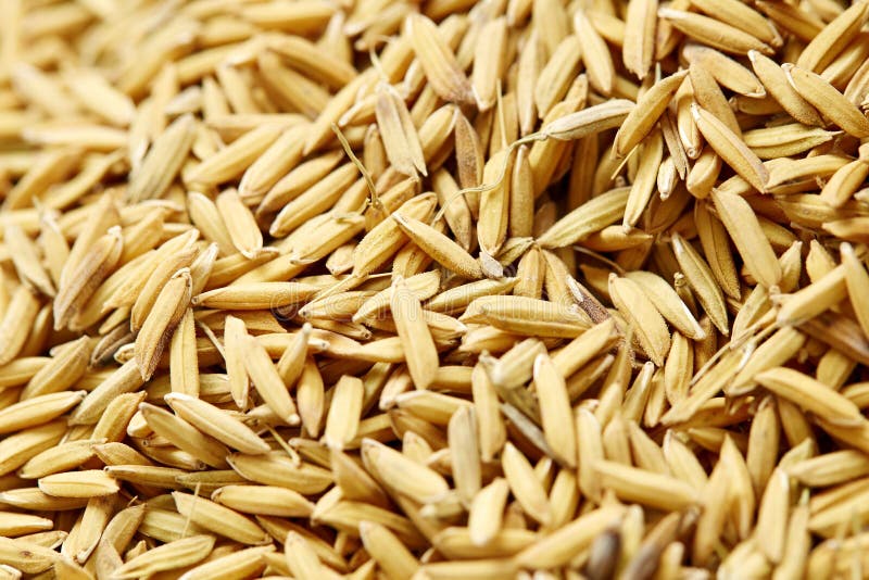 Fondo Y Textura De La Semilla Del Arroz Imagen de archivo - Imagen de ...