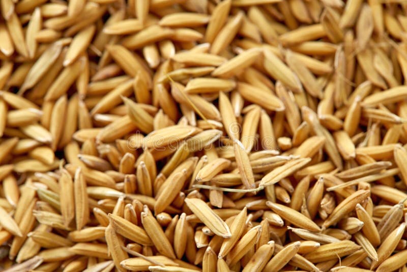 Fondo Y Textura De La Semilla Del Arroz Foto de archivo - Imagen de ...