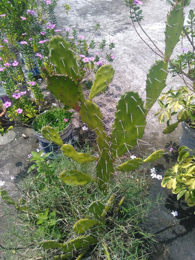 Fonimonsa stock image. Image of cactus, tree, love, fonimonsa - 122676725
