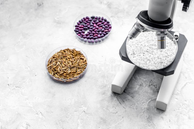 Food Analysis. Rice Under the Microscope on Grey Background Stock Photo ...