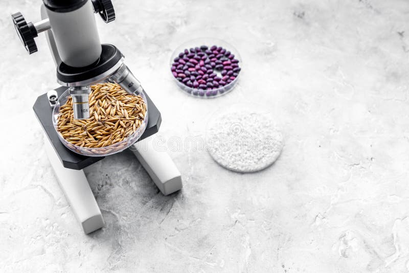 Food Analysis. Wheat Under the Microscope on Grey Background Copyspace ...