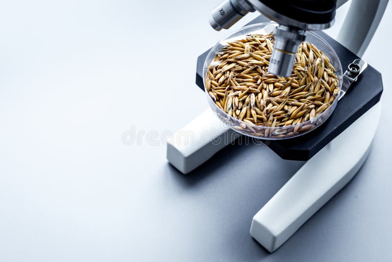 Analysis Of Wheat Grain Health In A Farm Laboratory Stock Photo - Image ...