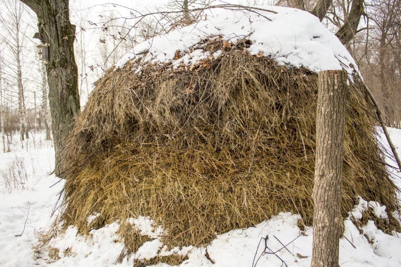 The Haystack in the Woods in Winter Stock Image - Image of textured ...