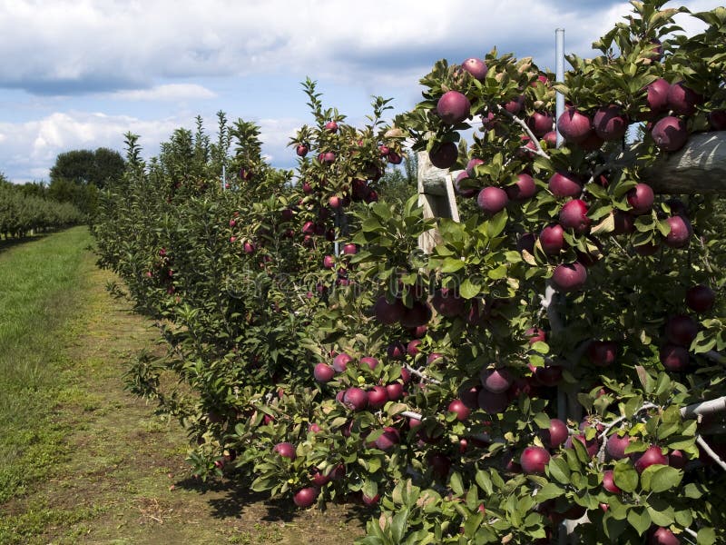 Food - apple trees stock image. Image of tasty, healthy - 9315221