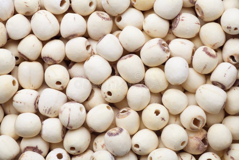 Dried lotus seeds stock image. Image of protein, edible - 155278783