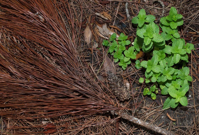 Food Background. Mint and Pine. Stock Image - Image of lunch, green ...