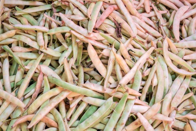 Haricot string beans stock photo. Image of lifestyles - 11496528