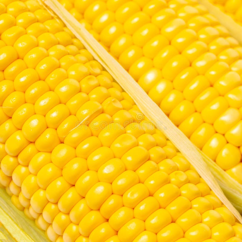 Texture of corn field stock image. Image of plant, growing - 56075103