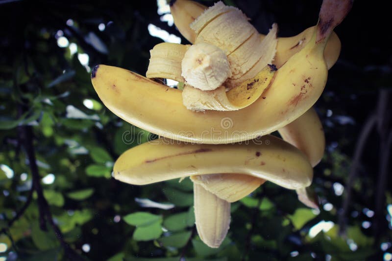 Banana on the mirror stock image. Image of banana, tropical - 207840461