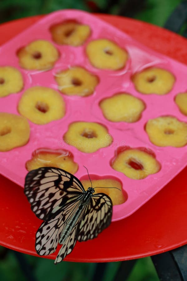 Food for butterflies stock photo. Image of feed, insect - 92372584