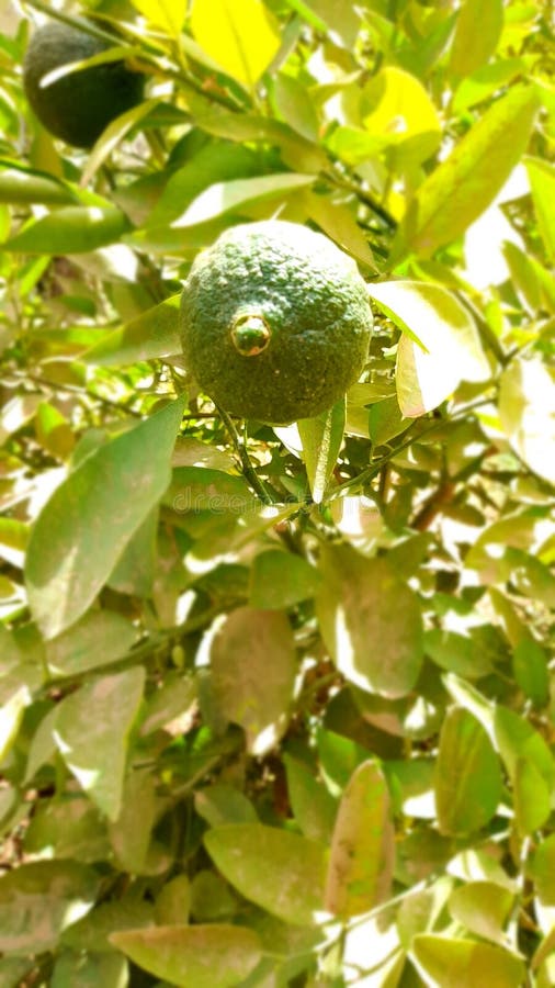 Food Camera Focus on an Unripe Orange Stock Photo - Image of camera ...