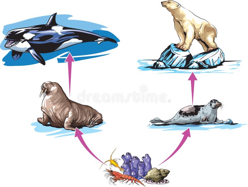 Cartoon Vector Orca Stock Illustrations – 1,467 Cartoon Vector Orca ...