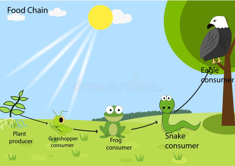 Food Chain Design Stock Illustrations – 2,812 Food Chain Design Stock ...