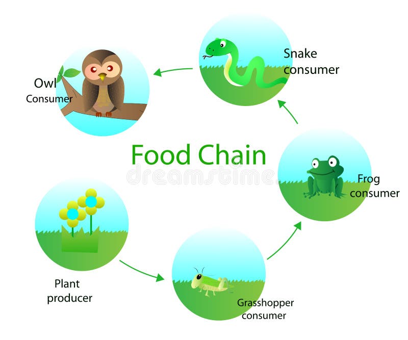 Food Chain Design Stock Illustrations – 2,812 Food Chain Design Stock ...