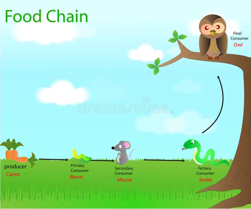 Food chain stock illustration. Illustration of green - 72127158