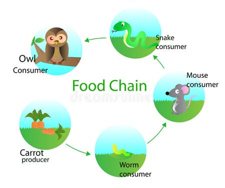 Food chain stock vector. Illustration of grasshopper - 72127201
