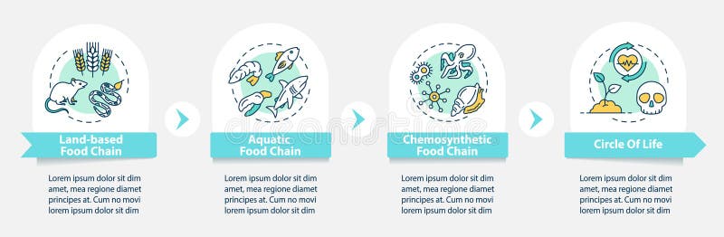 Food Chain Vector Infographic Template. Biological Process ...