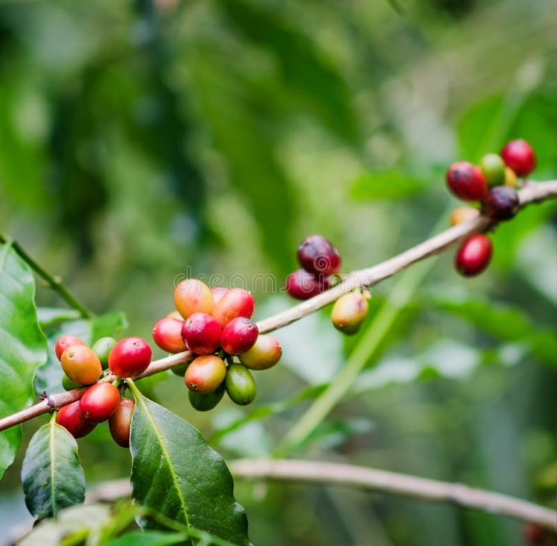 Coffee Beans on the Branch. Robusta Coffee Stock Photo - Image of food ...