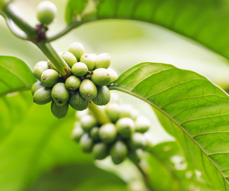 Coffee Beans on the Branch. Robusta Coffee Stock Image - Image of ...