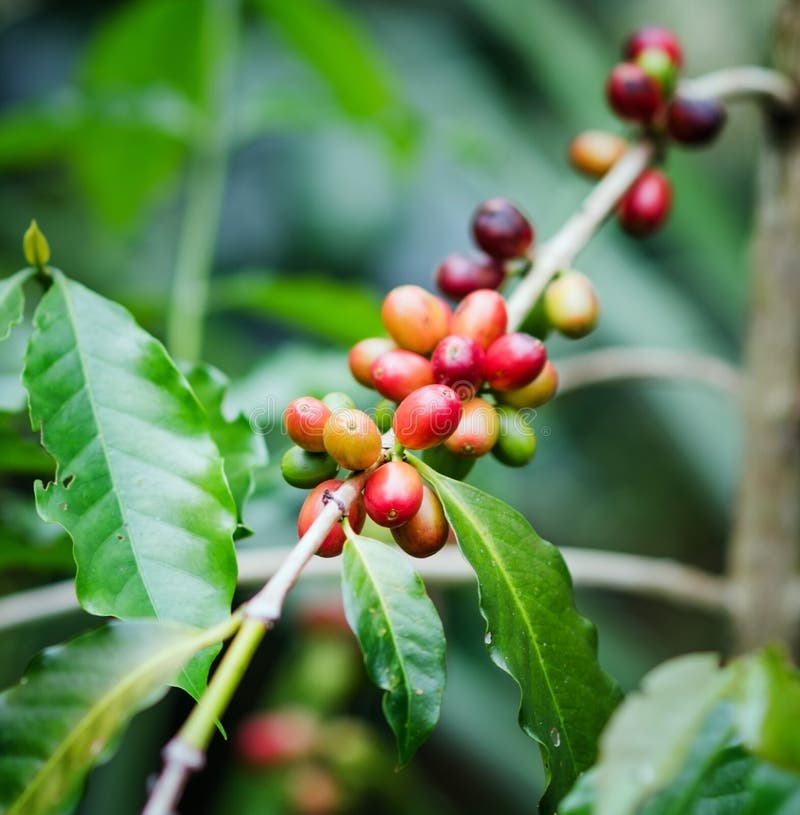 Coffee Beans on the Branch. Robusta Coffee Stock Image - Image of crop ...