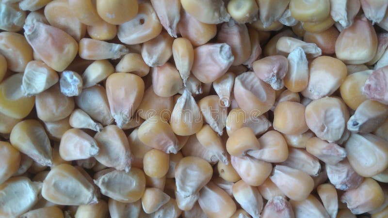 Food-corn Bee , Indian Corn Bee Stock Image - Image of fruit, plant ...