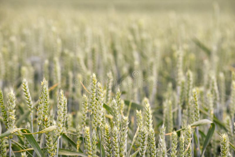 Food Crop Growing in Agricultural Field Stock Image - Image of barley ...