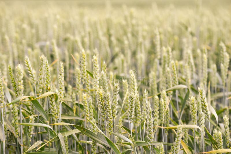 Food Crop Growing in Agricultural Field Stock Photo - Image of field ...