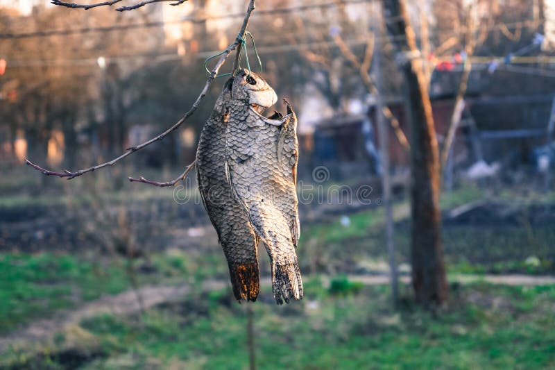 Food Dried Fish Hanging on a Tree Branch Stock Image - Image of dried ...