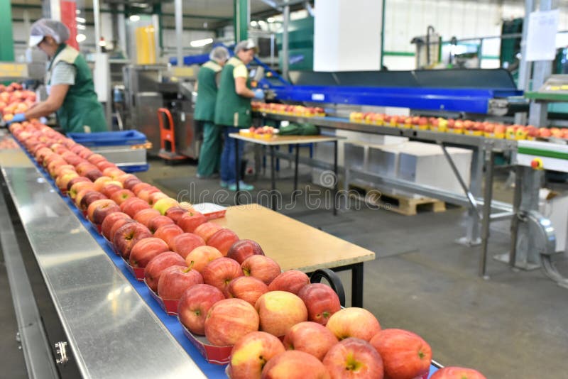 Food Factory: Assembly Line With Apples And Workers Stock Image - Image ...