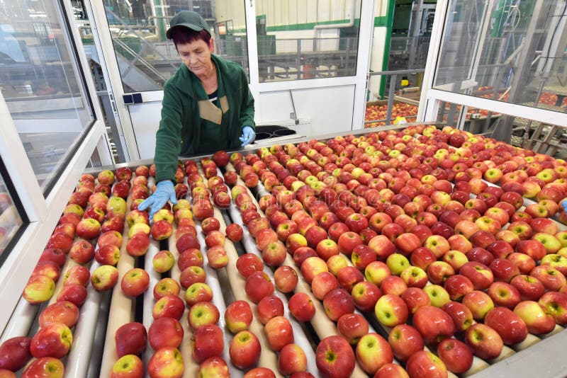 Food Factory: Assembly Line with Apples and Workers Stock Photo - Image ...